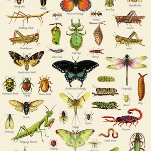Moth Chart Print Moth Art Moth Poster Insect Art - Etsy UK