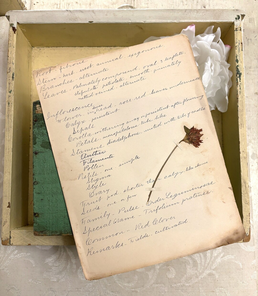 Beautiful Antique 1800s Botanical Specimen Page W Pressed Red Clover ...