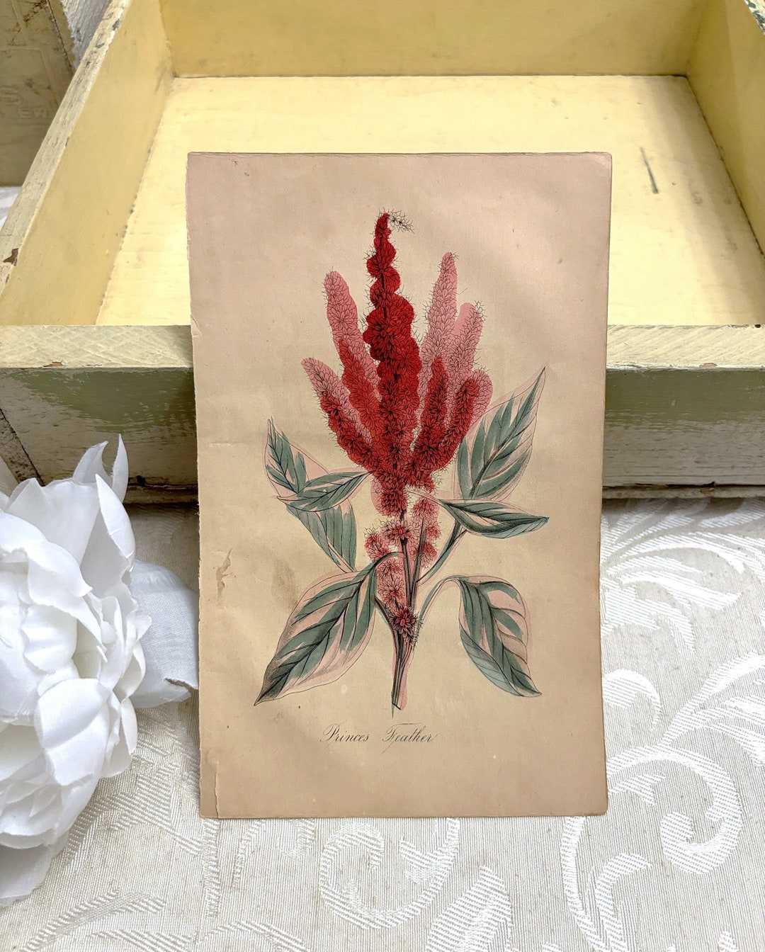 Beautiful Antique 1800s Hand Painted Botanical Print Princes Feather ...