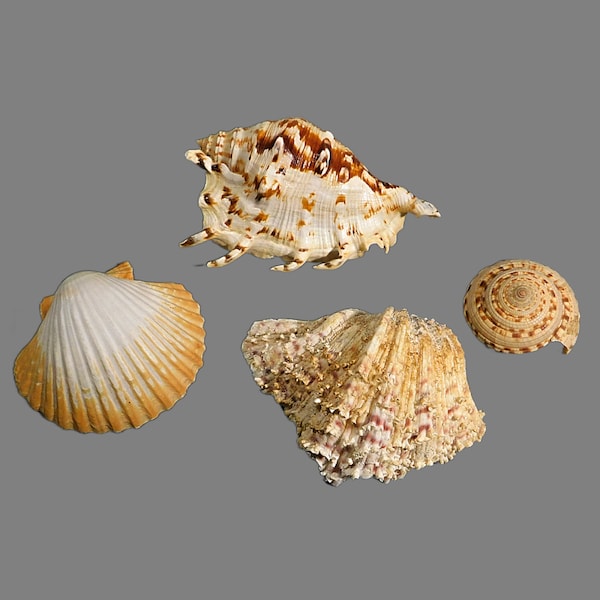 Spiked Sea Shells - Etsy