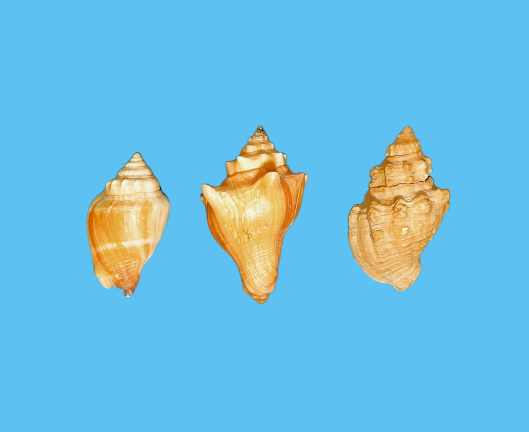 Three Kings Crown Conch Shells - Seashells - 3.25", 3" and 2.75" - Etsy
