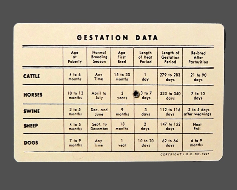 Vintage Advertising Breeding Gestation Calculator for Animals Cow Swine ...