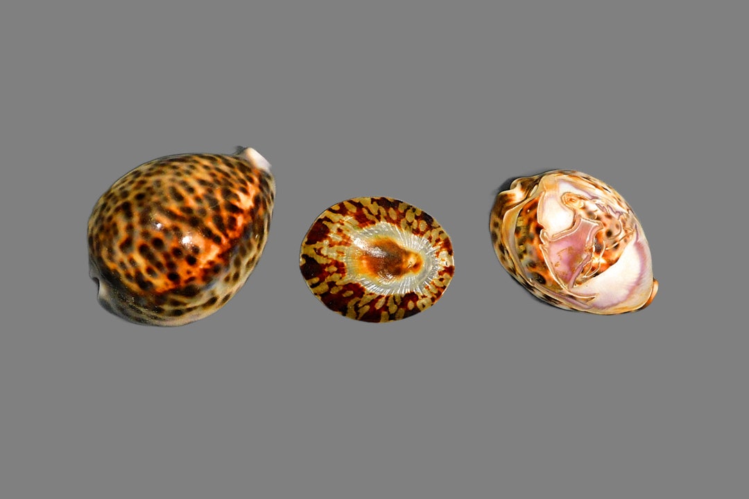 2 Tiger Cowry Cowrie Sea Shells - Natural & Polished - Plus Tiger ...