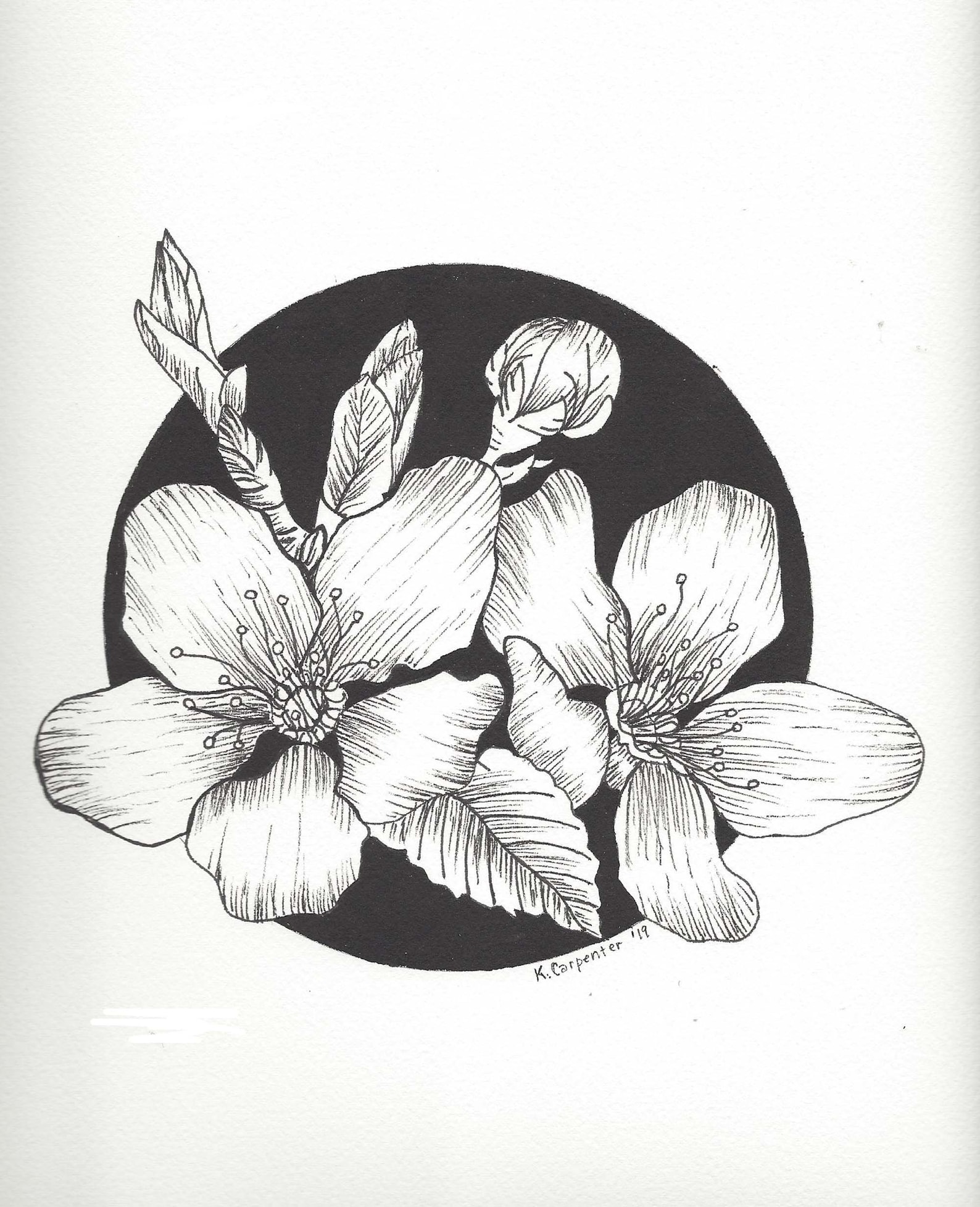 Original Pen & Ink Drawing of Flowers on Archival Watercolor Paper ...
