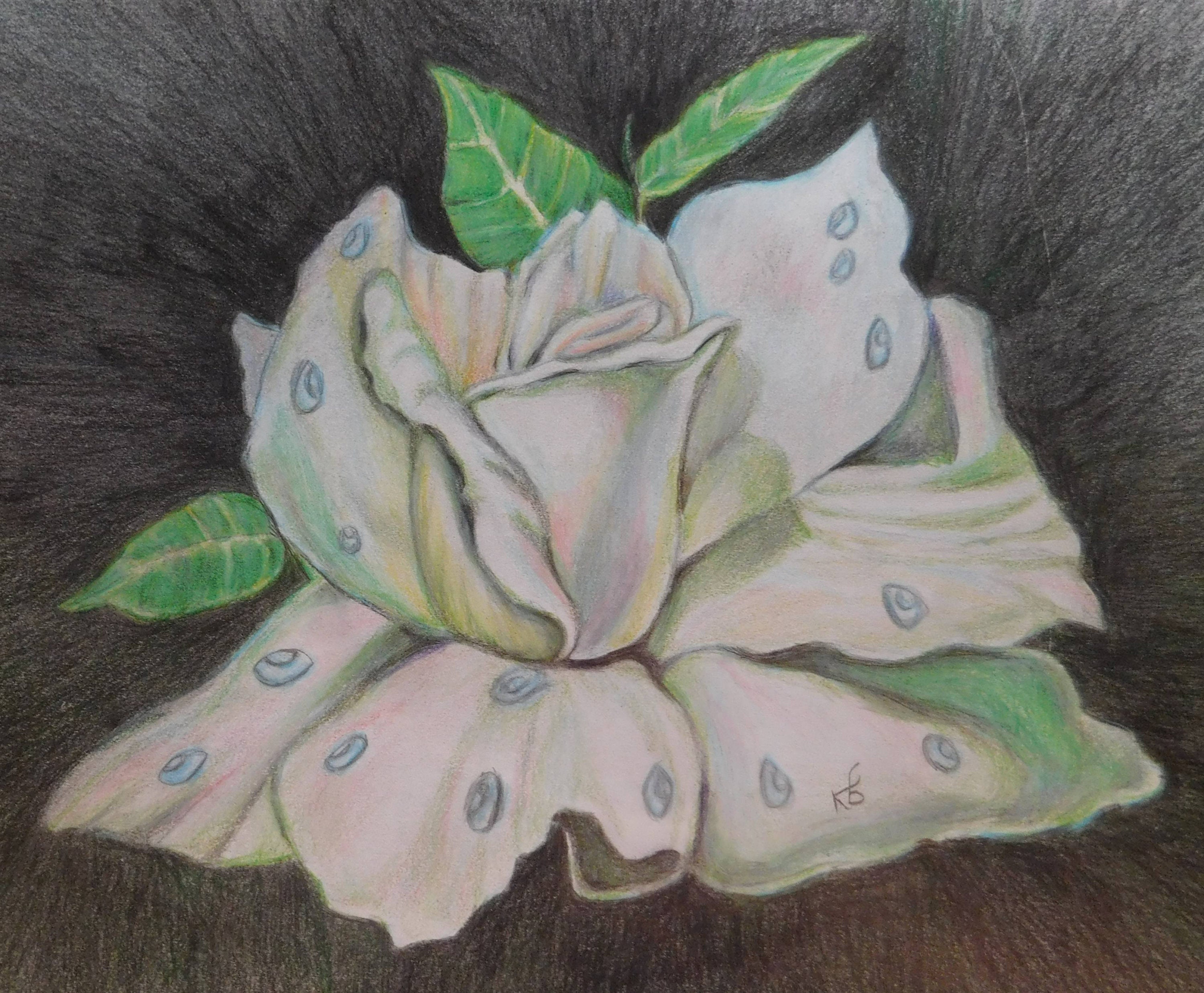 Rose With Raindrops Drawing