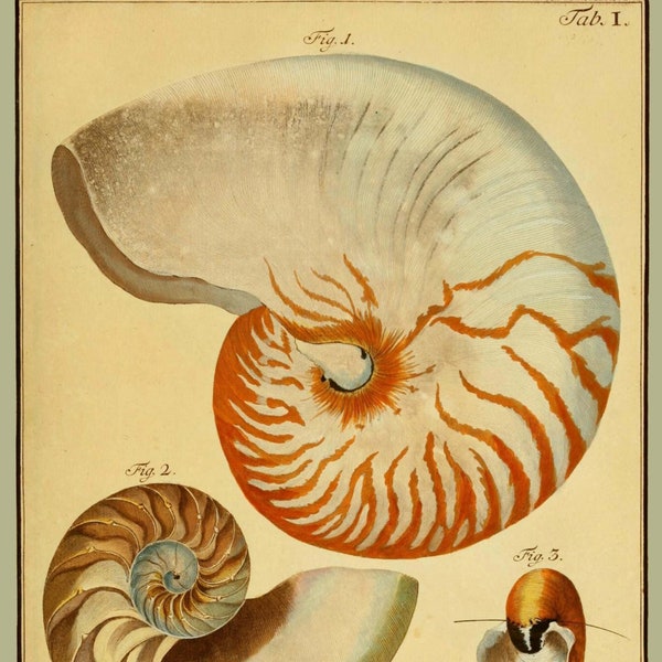 Nautilus Shell Art - Etsy