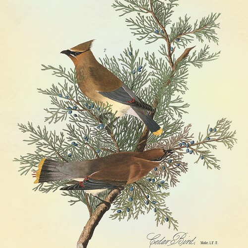 CEDAR WAX-WING Bird Print Vintage Birds of America - Etsy