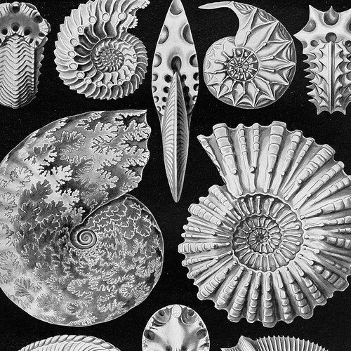 Nautilus Print Seashell Poster Ernst Haeckel Ammonites | Etsy