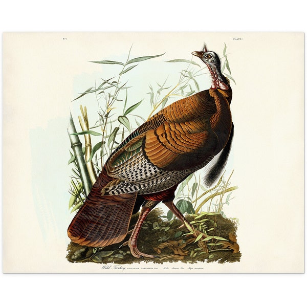Wild Turkey Print - Etsy