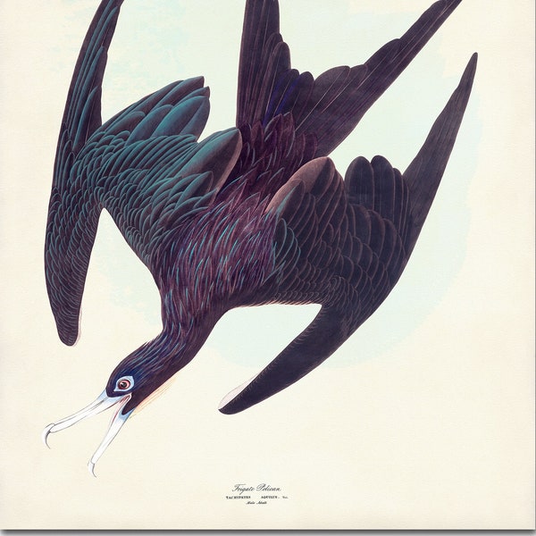 Frigate Bird - Etsy