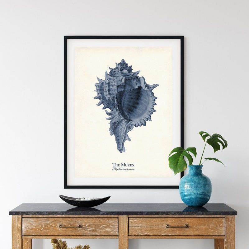 Murex Shell - Etsy