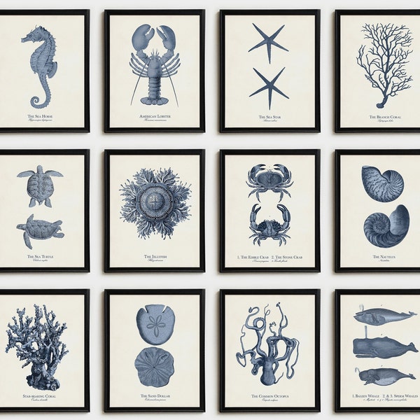 Sea Life Decor - Etsy