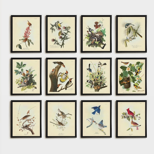 Audubon - Etsy