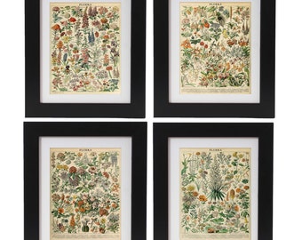 Botanical prints | Etsy