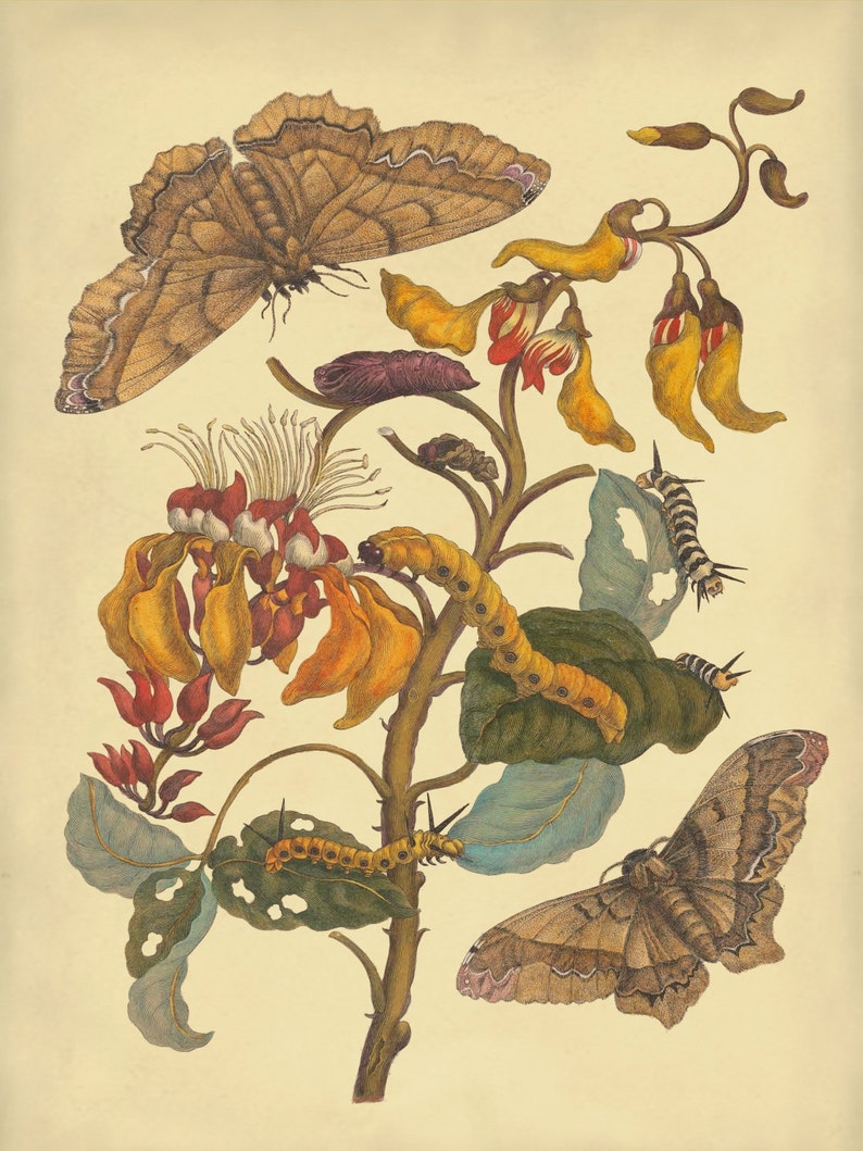 Black Witch Butterfly Illustration by Maria Sibylla Merian - Etsy