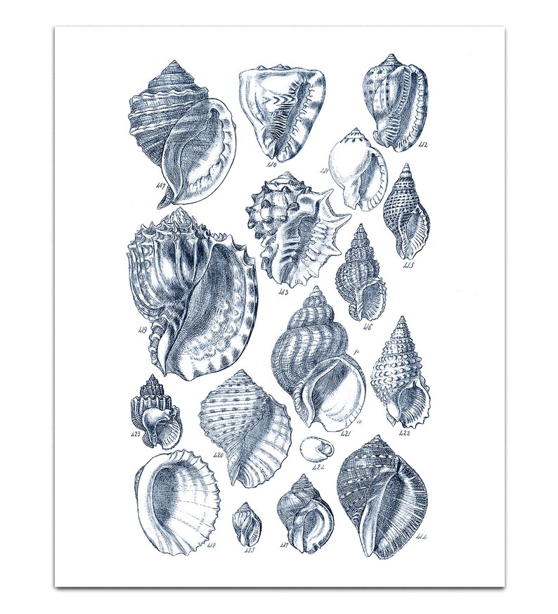 Seashell Art Print Set, Navy Blue Vintage Scientific Illustrations - Etsy