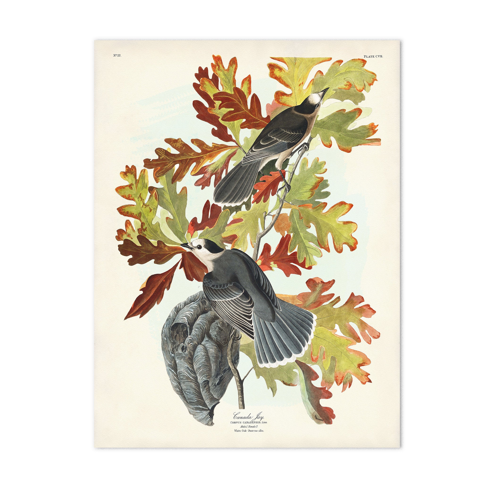 Audubon Birds of America Corvids Art Print Set, Bird and Botanical ...