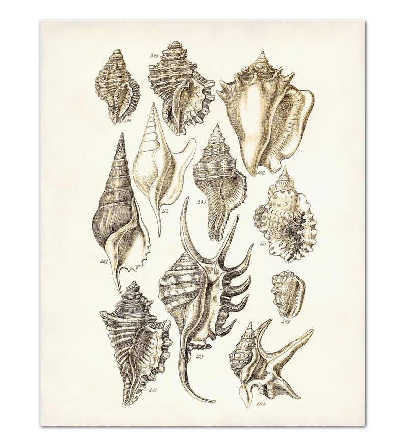 Seashell Print Set of 4 Shell Prints Seashell Wall Art - Etsy
