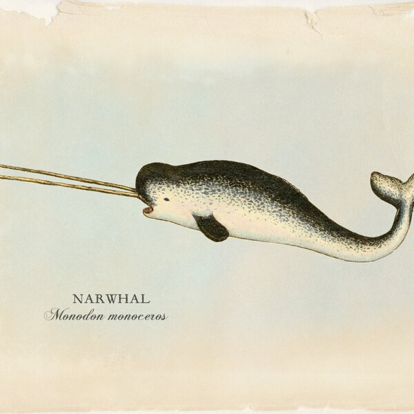 Narwhal Print - Etsy