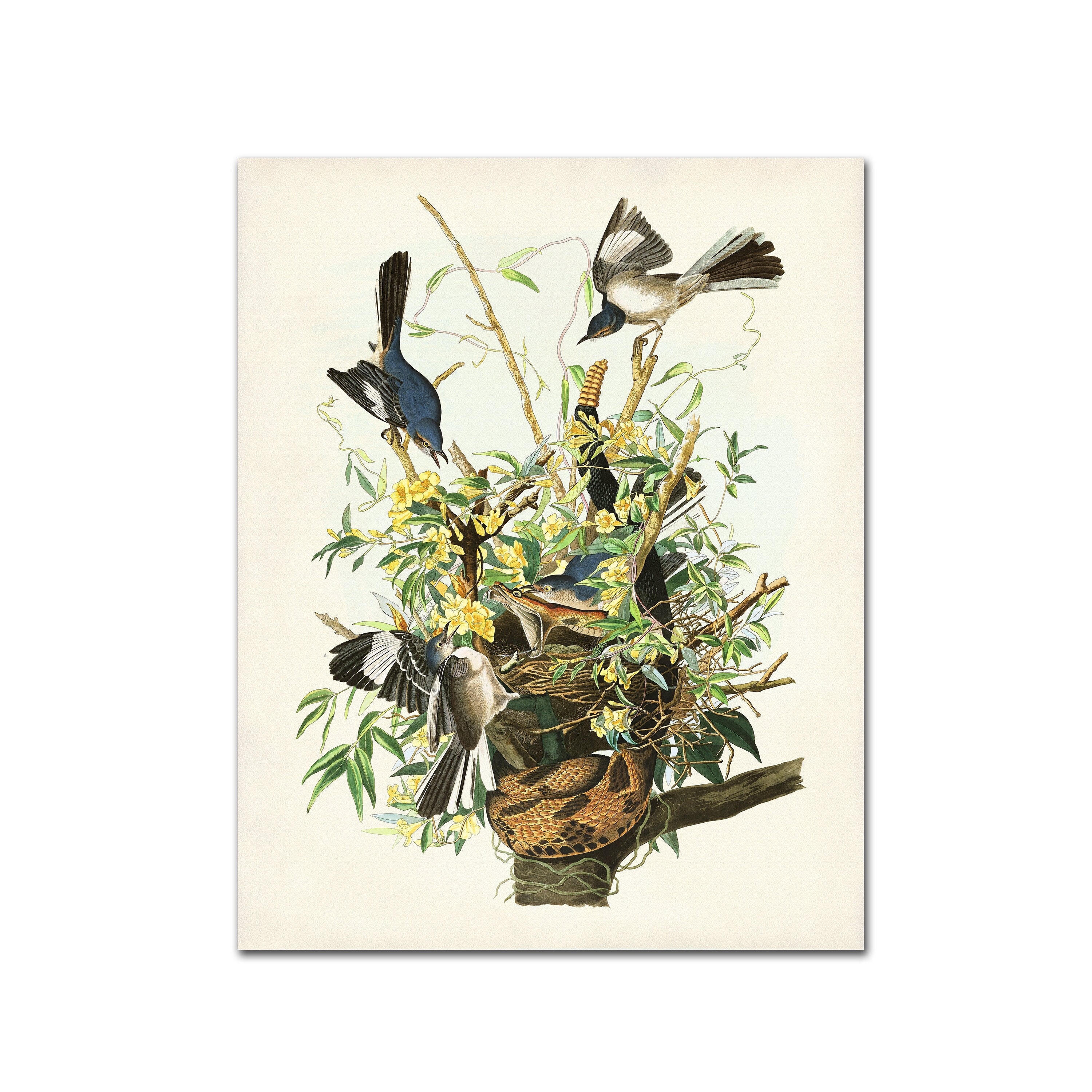 Vintage Mockingbird Illustration