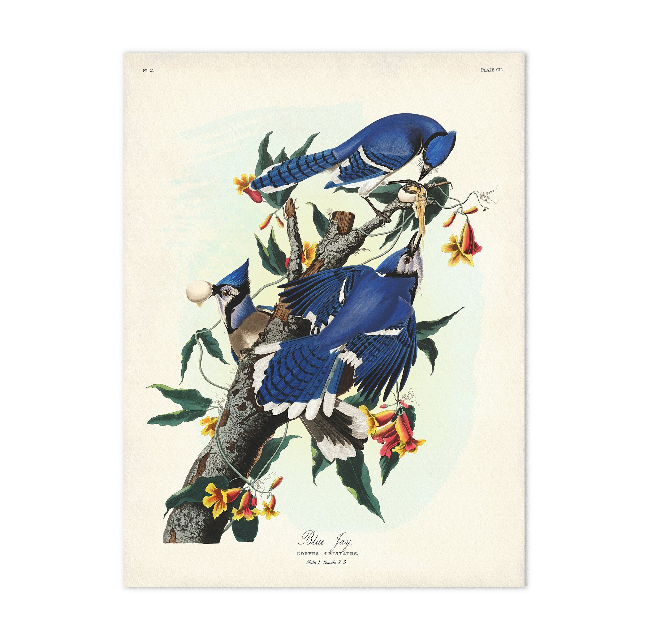Audubon Birds of America Corvids Art Print Set, Bird and Botanical ...