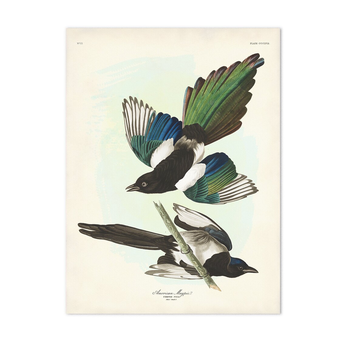 Corvids Art Print Set, Vintage Audubon Bird Illustrations, Crows, Jays ...