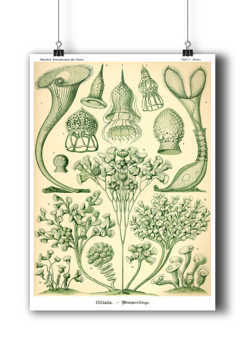 Sea Algae Print Ernst Haeckel Scientific Illustration Marine - Etsy