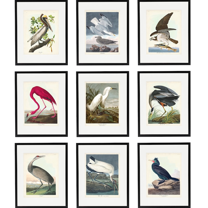 Sea Bird Print - Etsy