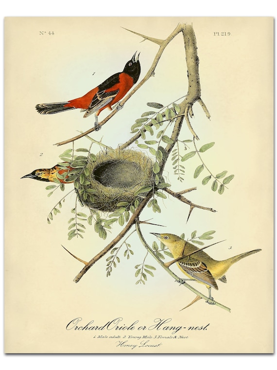 Audubon Bird Print of an Orchard Oriole on Honey Locust - Etsy