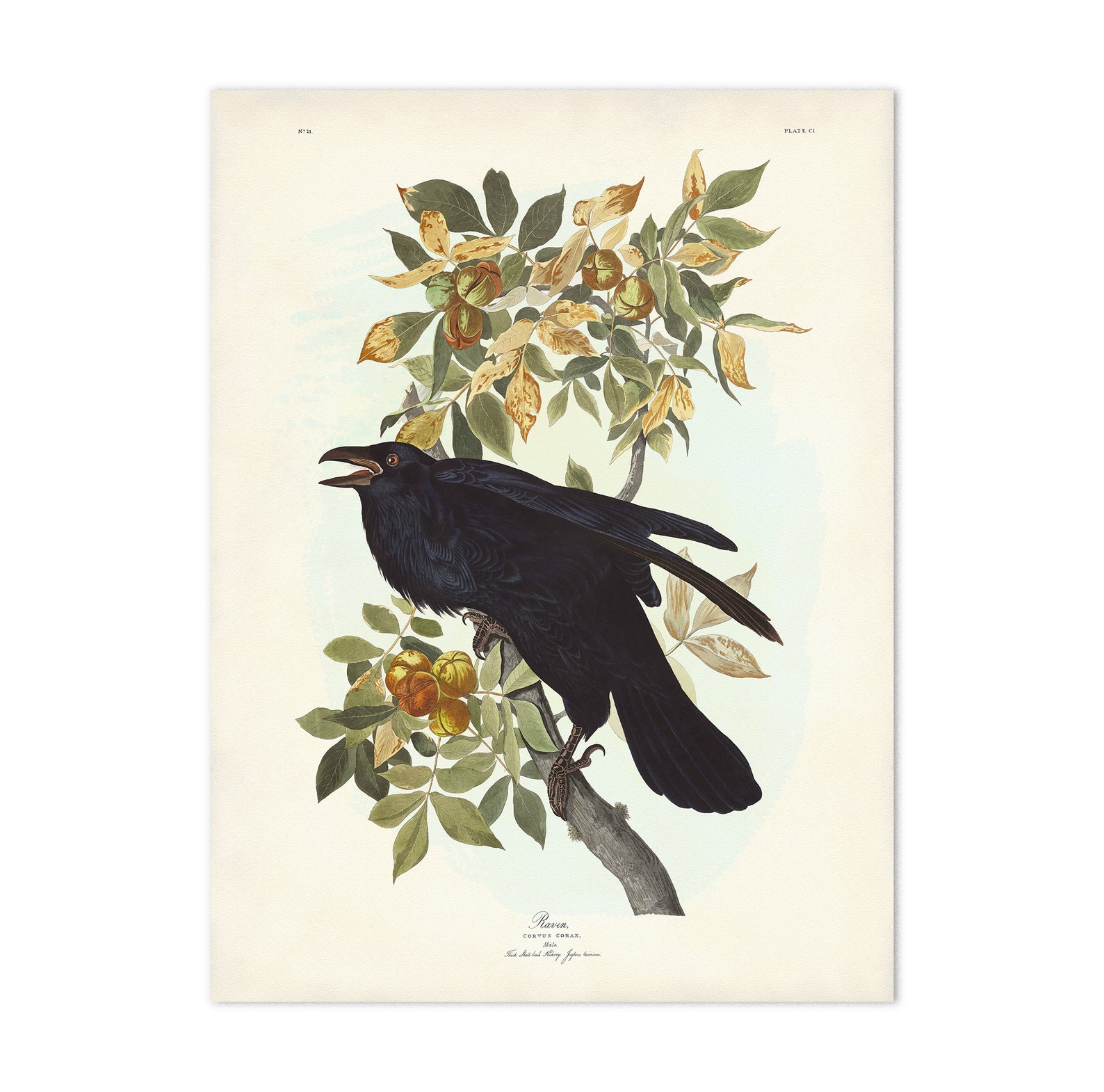 Audubon Birds of America Corvids Art Print Set, Bird and Botanical ...