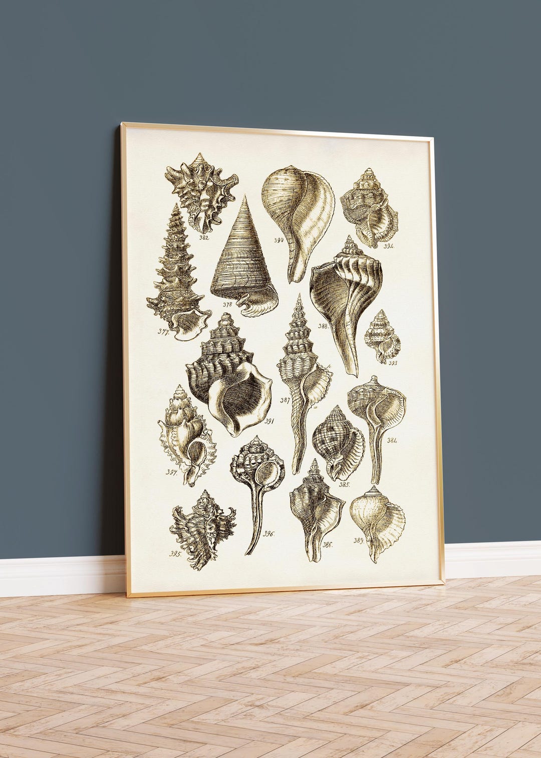 Vintage Seashell Art Print: George Sowerby Nautical Illustration - Etsy