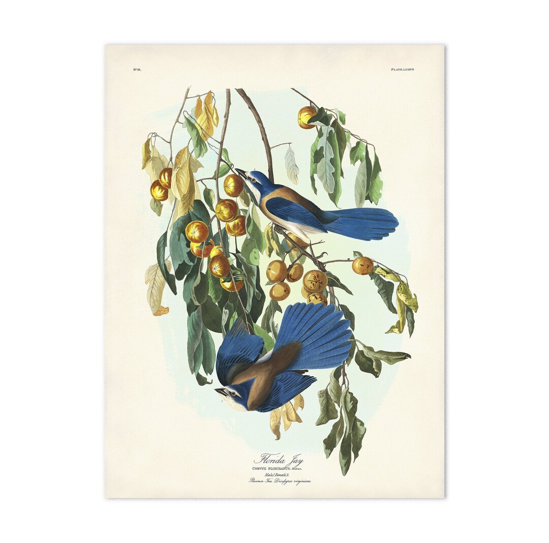 Florida Scrub Jay Print, Vintage Audubon Bird Art, Botanical ...