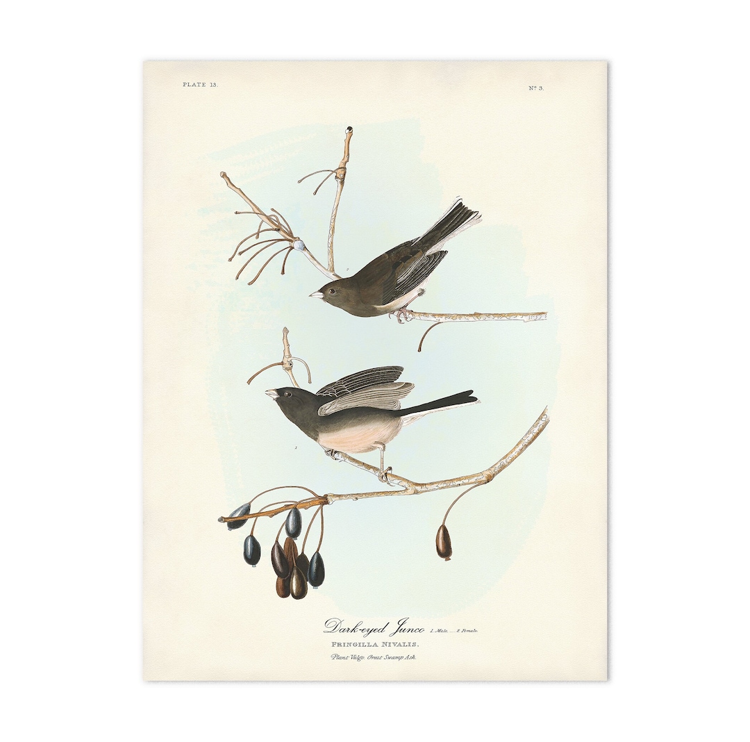 Dark-eyed Junco Bird Print, Audubon Birds of America, Winter Botanical ...