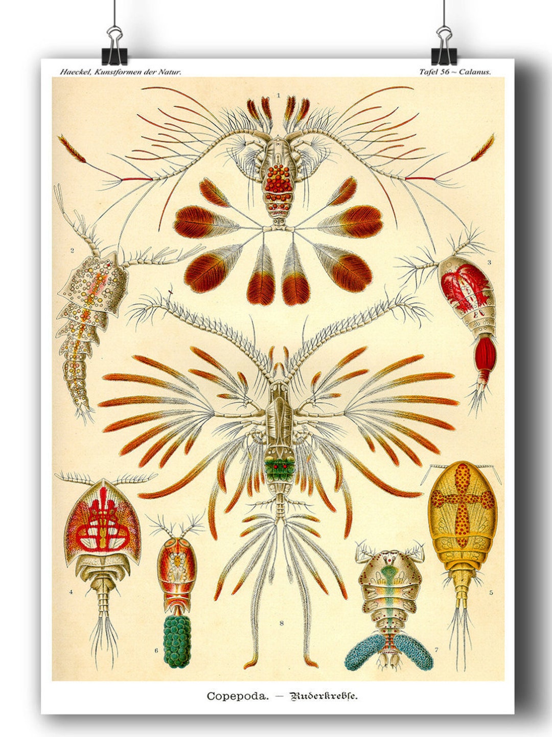 Marine Life Poster, Crustaceans Print Ernst Haeckel Scientific ...