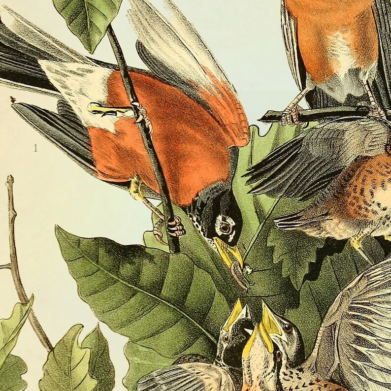 American Robin Print Botanical Print Bird Art Audubon - Etsy Canada