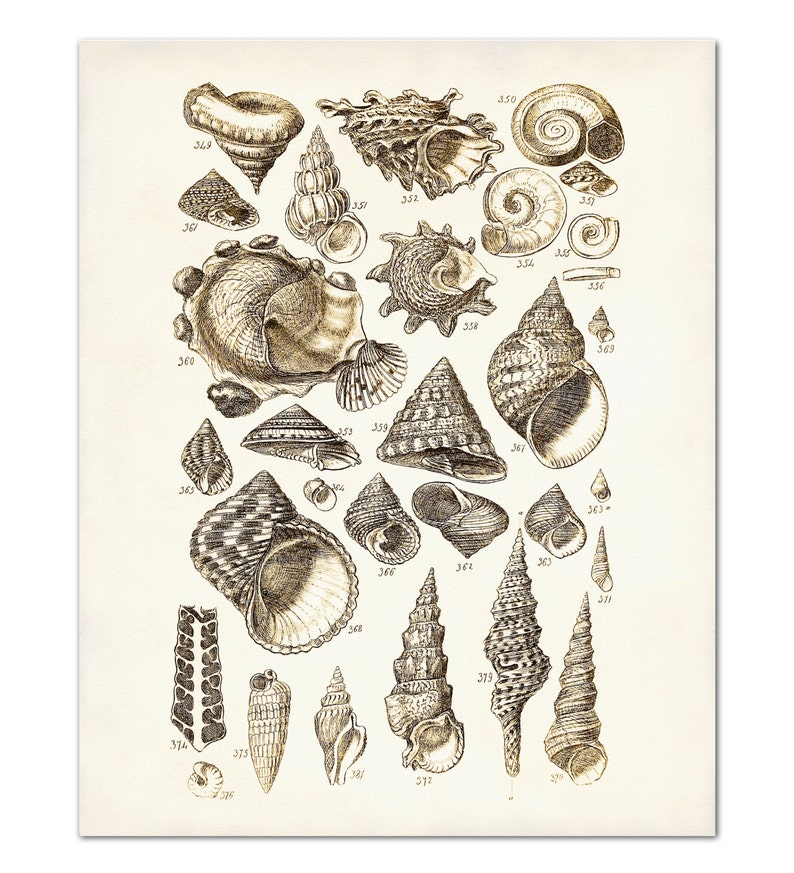 Seashell Print Set of 4 Shell Prints Seashell Wall Art - Etsy