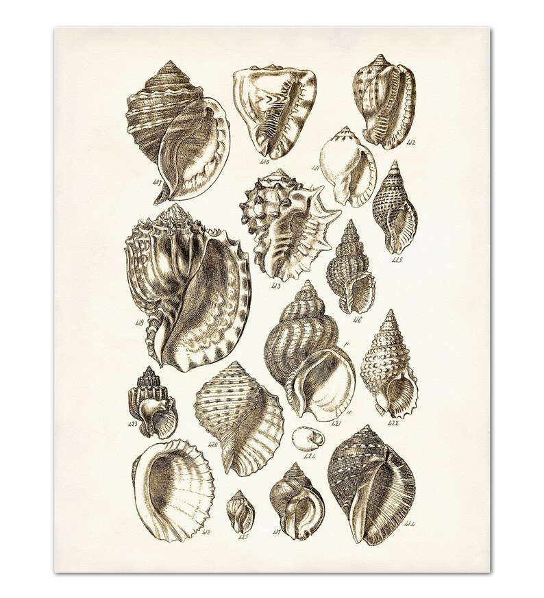 Seashell Print Set of 4 Shell Prints Seashell Wall Art - Etsy