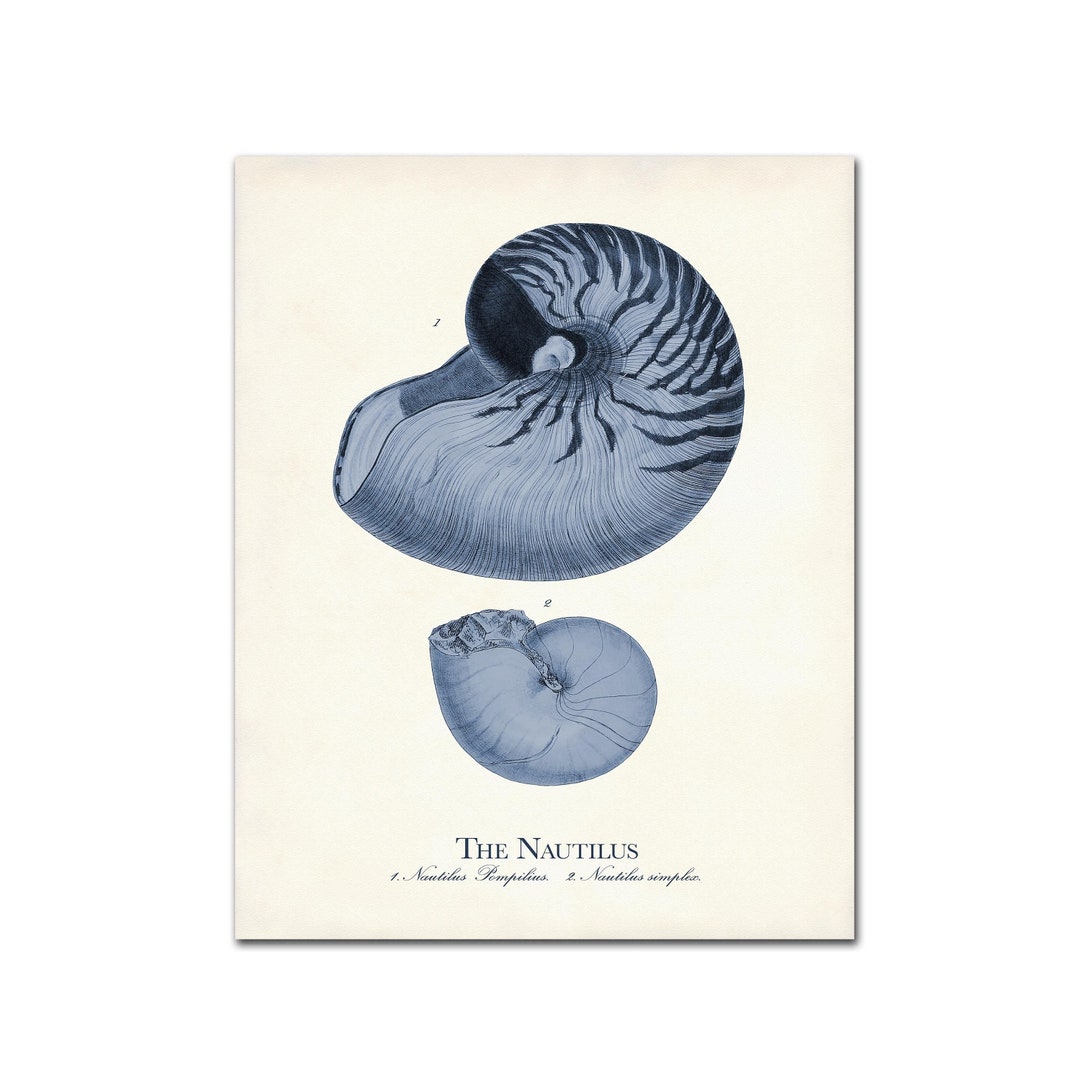 Nautilus Shell Print in Navy Blue, Vintage Nautical Wall Art, Coastal ...