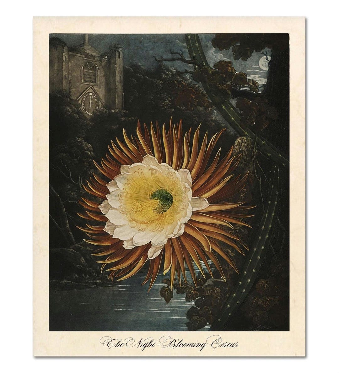 The Night-blooming Cereus Print, Botanical Art, Vintage Cactus Flower ...