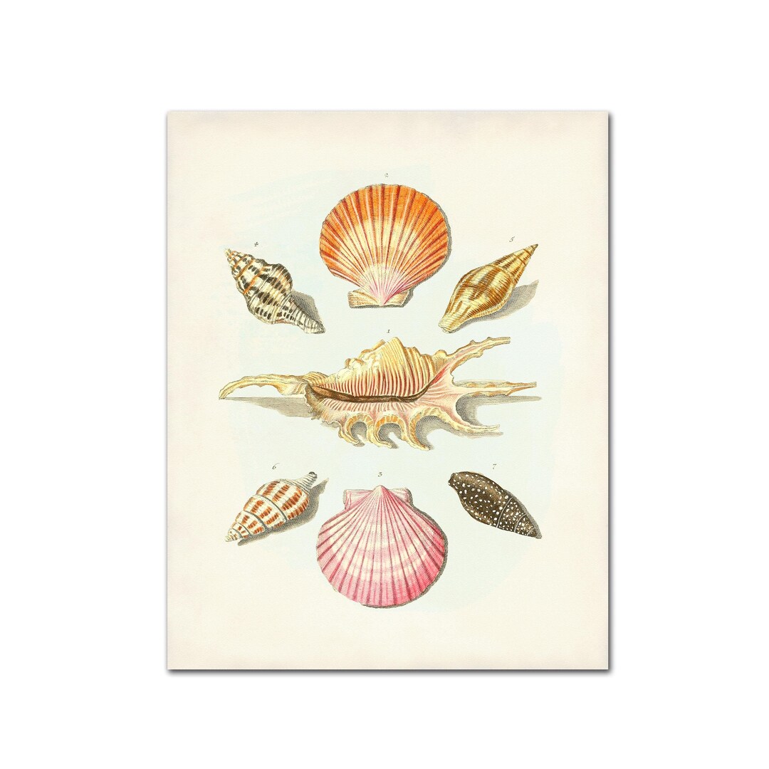 7 Seashells Art Print, Coastal Home Decor, Shells From the Sea Beach ...