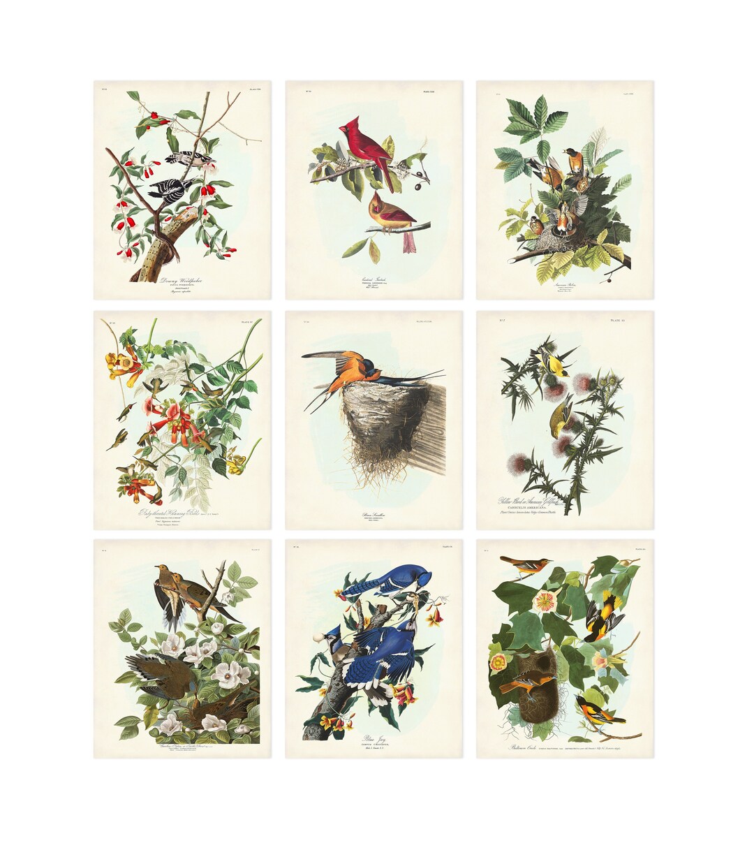 Audubon Birds of America Art Prints, Set of 9, Vintage Natural History ...