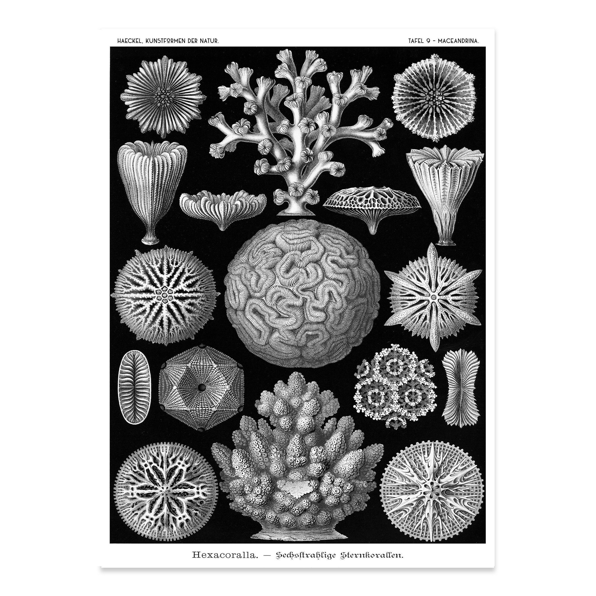 Ernst Haeckel Natural History Print Set, Scientific Illustrations ...