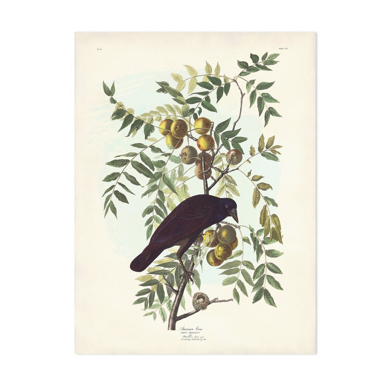Audubon Birds of America Corvids Art Print Set, Bird and Botanical ...