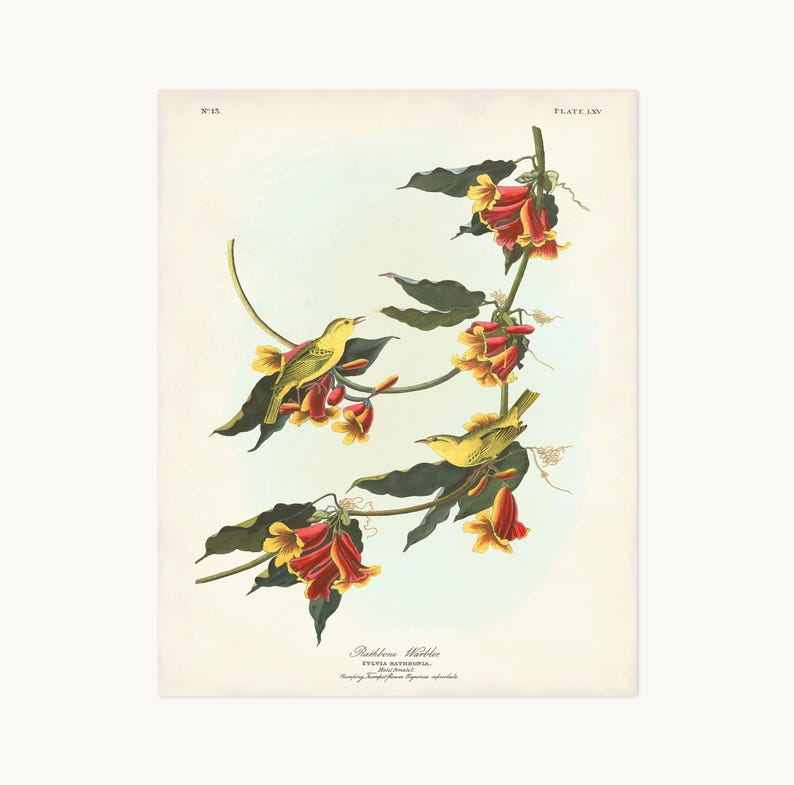 Rathbone Warbler/yellow Warbler Vintage Bird Print, Audubon Birds of ...