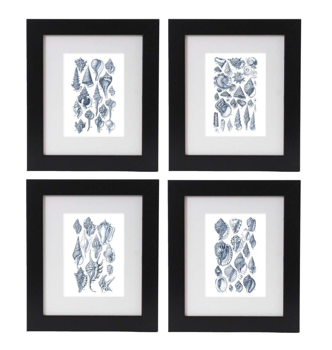 Seashell Art Print Set in Navy Blue, Sea Shell Prints, Vintage ...