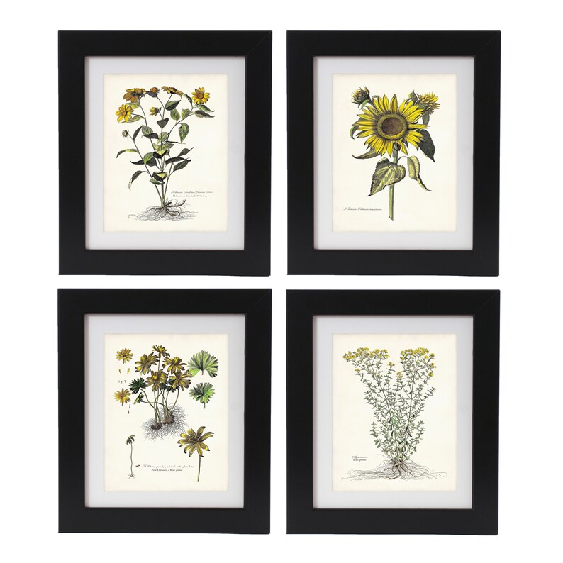 Sunflower Botanical Art Prints, Vintage Style Floral Illustrations - Etsy