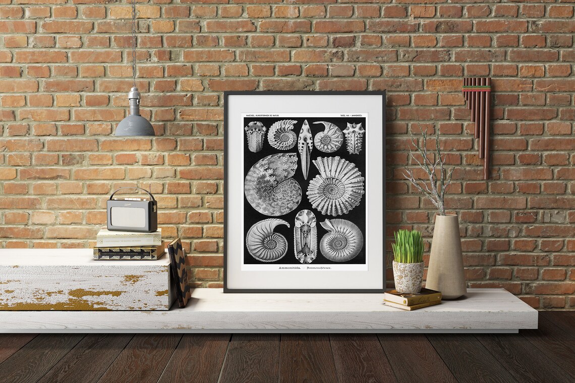 Nautilus Print, Seashell Poster, Ernst Haeckel Ammonites Fossils ...