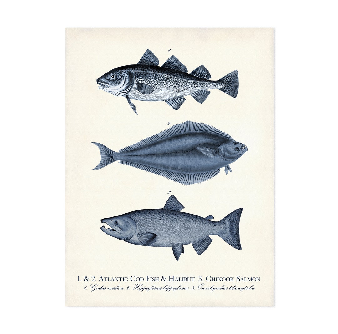 Vintage Navy Fish Print, Cod, Halibut & Salmon, Nautical Wall Art - Etsy