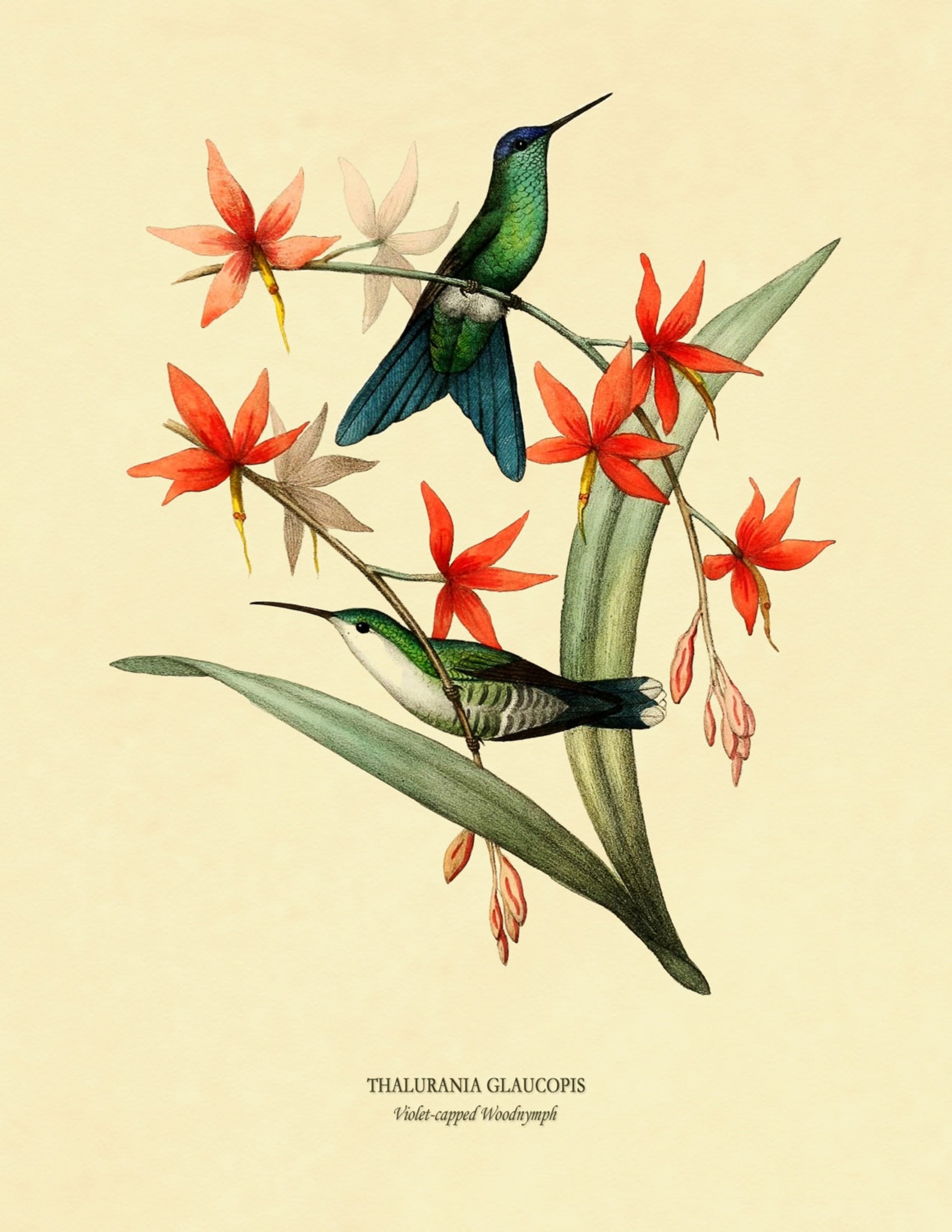Hummingbirds Poster Botanical Art Hummingbird Print - Etsy