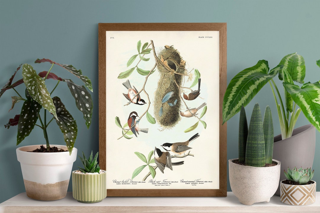 Black-capped Chickadee Bird Print, Vintage Bird Poster, Chestnut ...